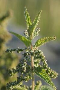 SIMPLES FOR COPING WITH THE STRESS OF CHANGE: ELEUTHERO, NETTLES, AND ...